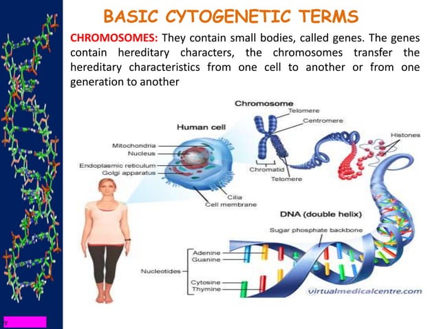 Introduction to Basic Cytogenetics by Tanzeel Rehman | PPTX