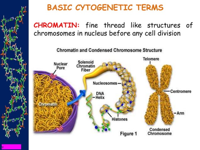 Introduction to Basic Cytogenetics by Tanzeel Rehman | PPTX