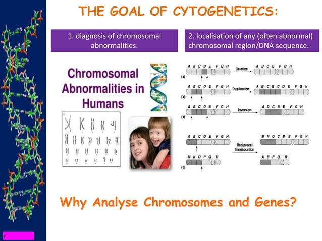 Introduction to Basic Cytogenetics by Tanzeel Rehman | PPTX