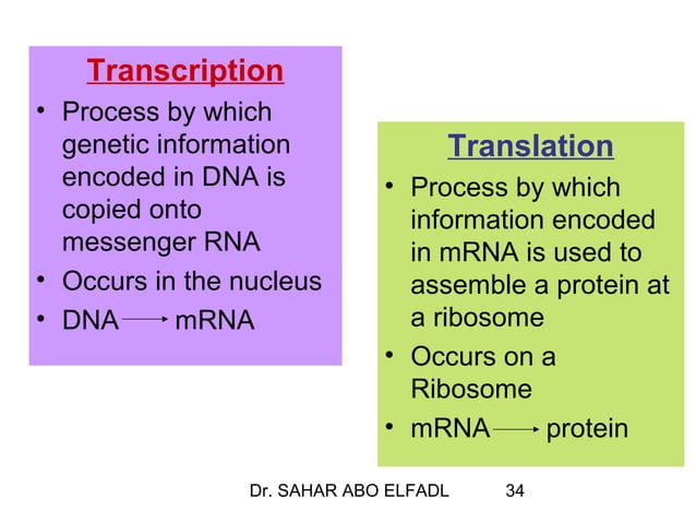 Cytogenetics 2 replication, transcription and translation | PPT