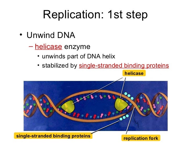 Cytogenetics 2 replication, transcription and translation