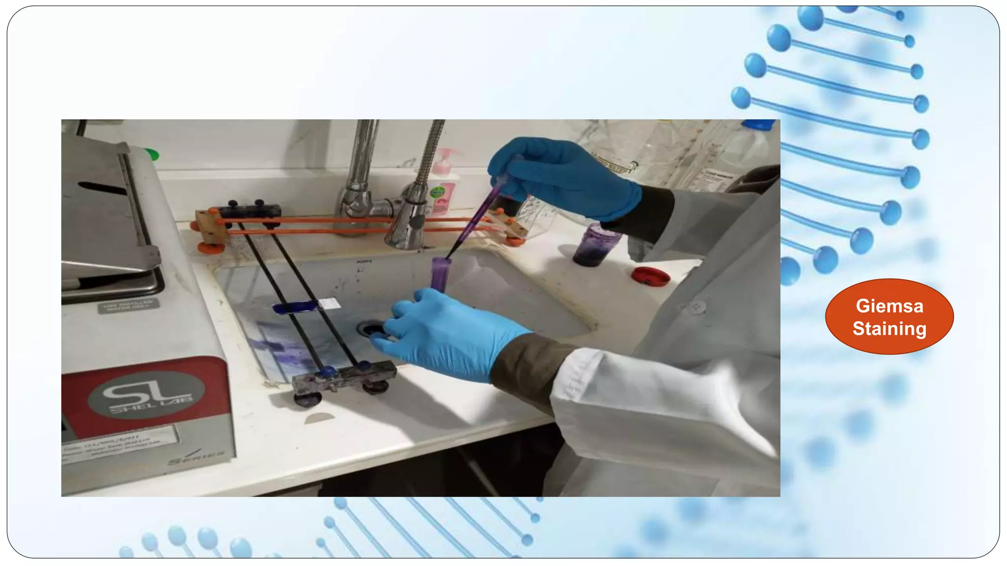 Intorduction to Cytogenetics | PPTX