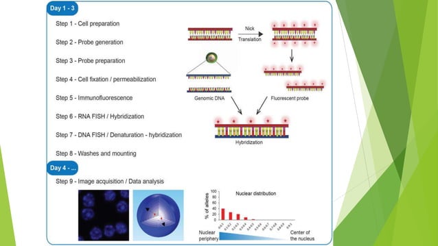 CYTOGENETICS cytogenetics abnormality.pptx | Infertility | Reproductive ...