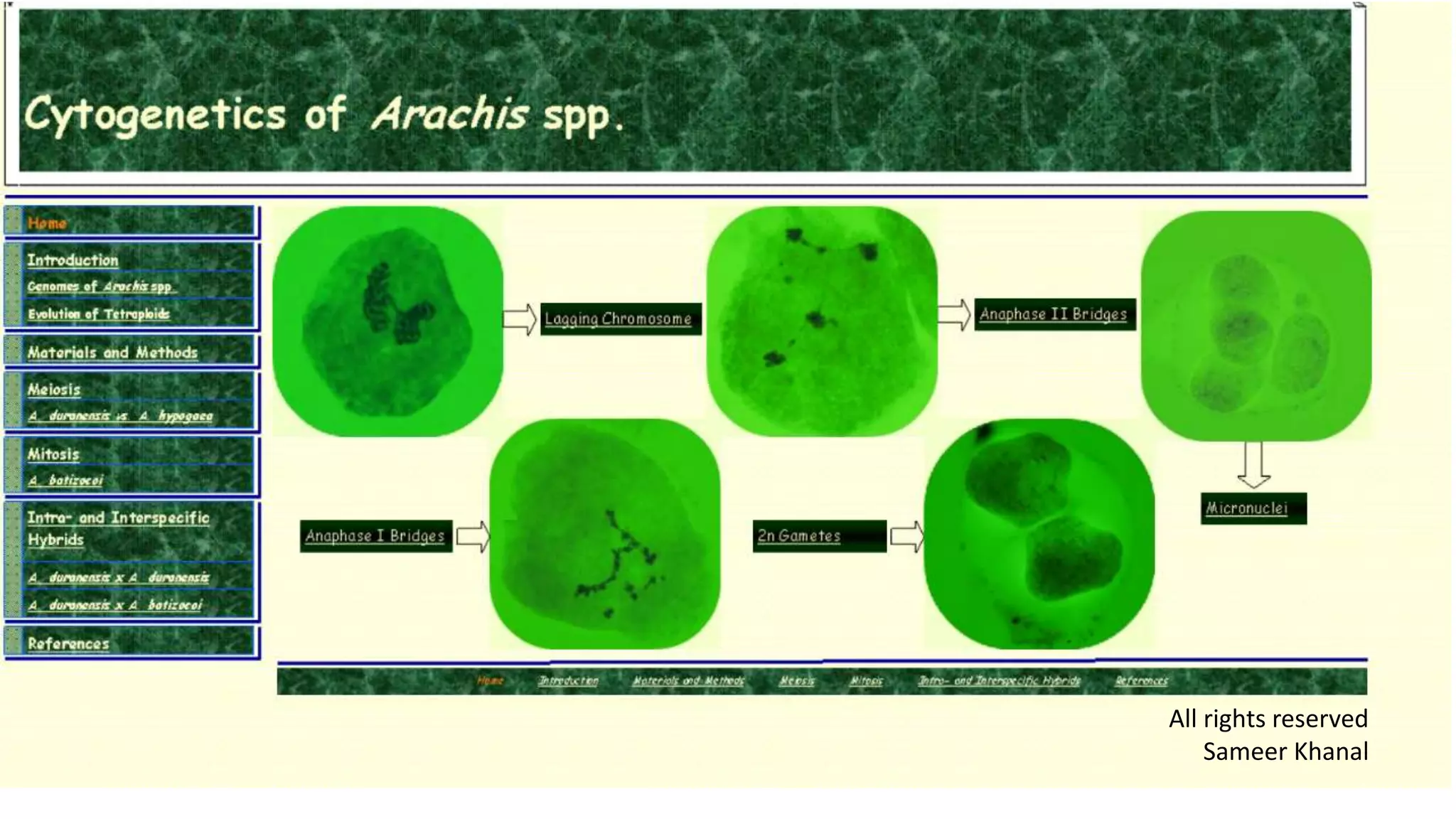 Cytogenetics of arachis_spp. | PPT
