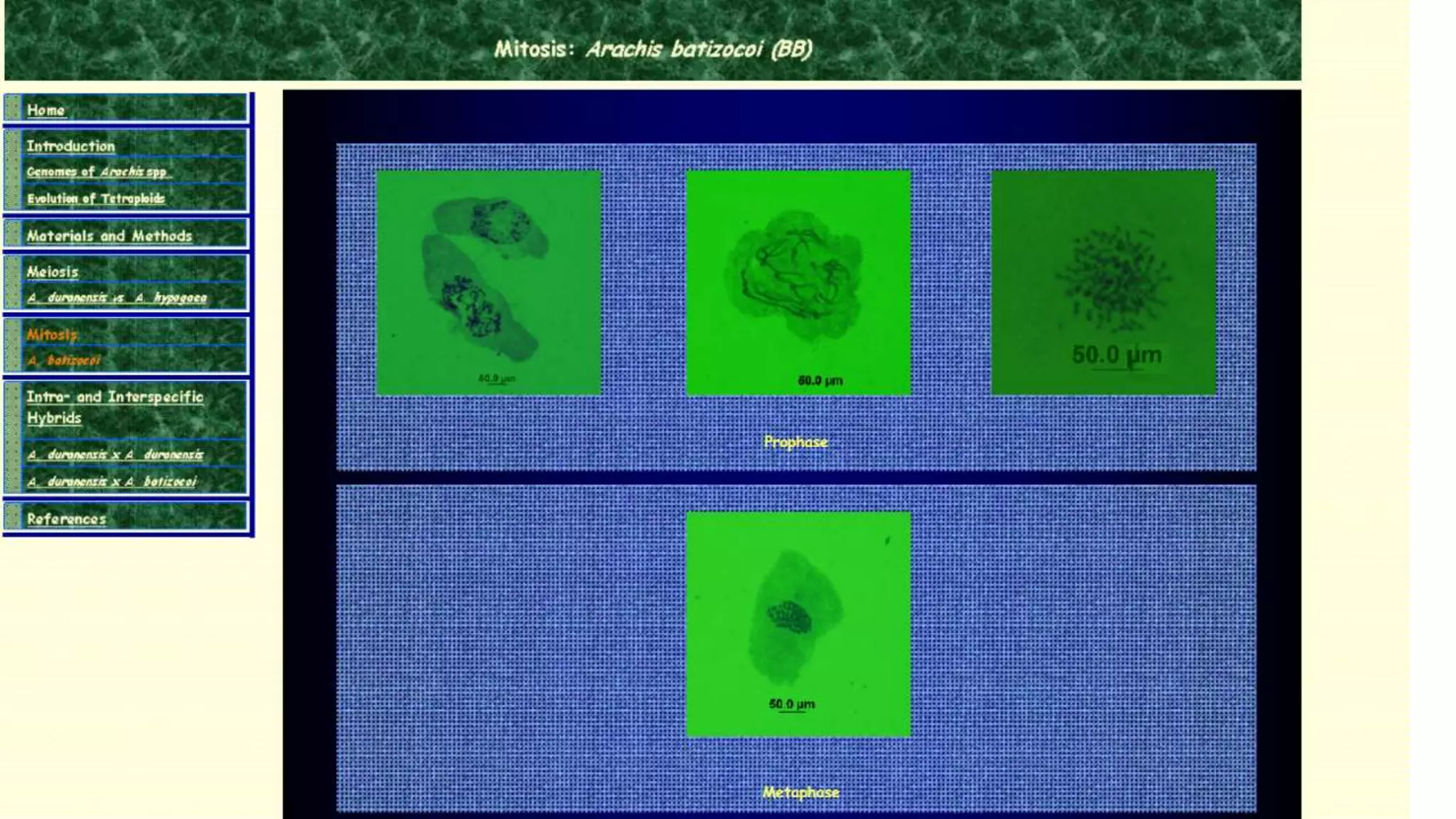 Cytogenetics of arachis_spp. | PPT