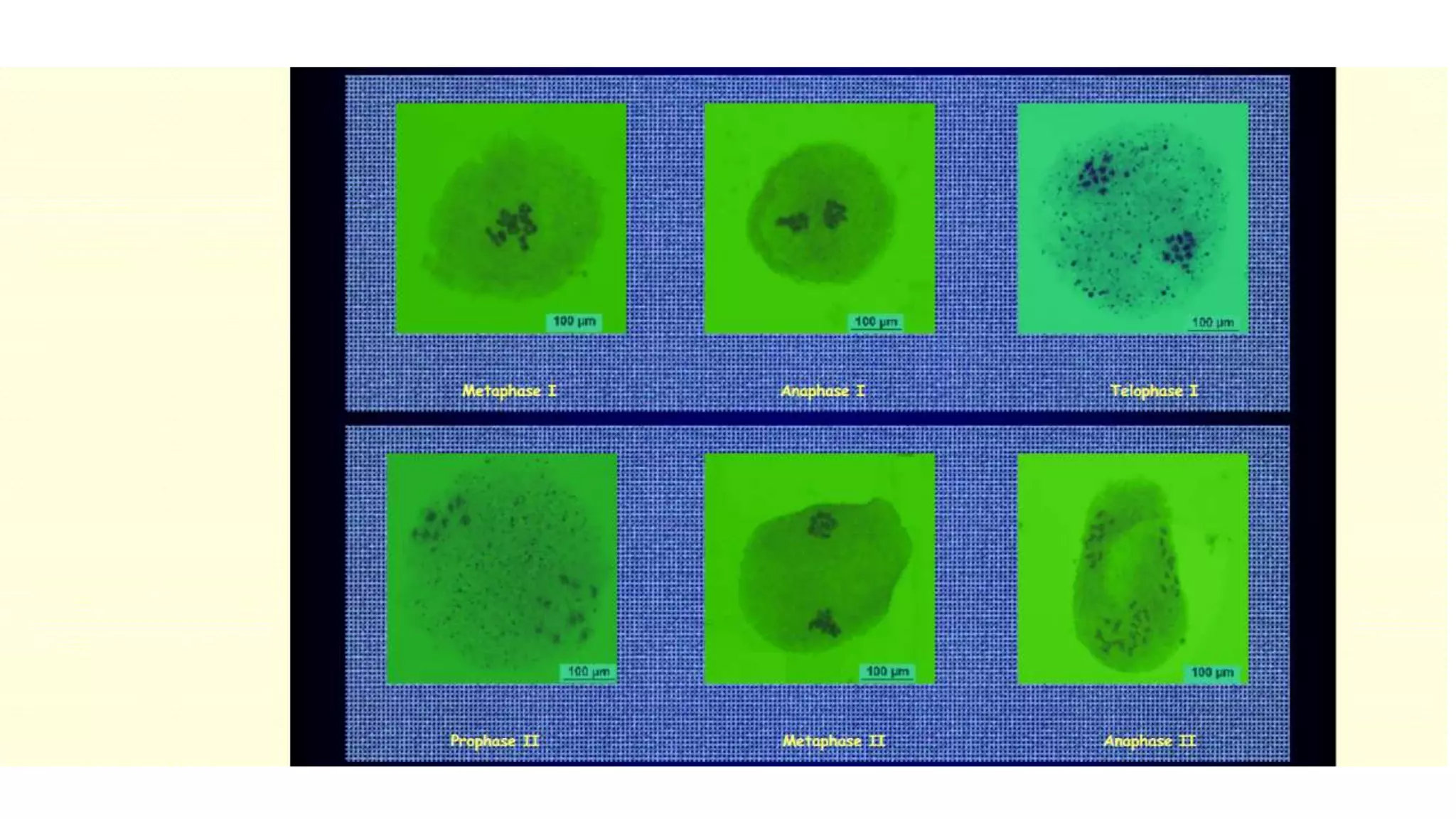 Cytogenetics of arachis_spp. | PPT
