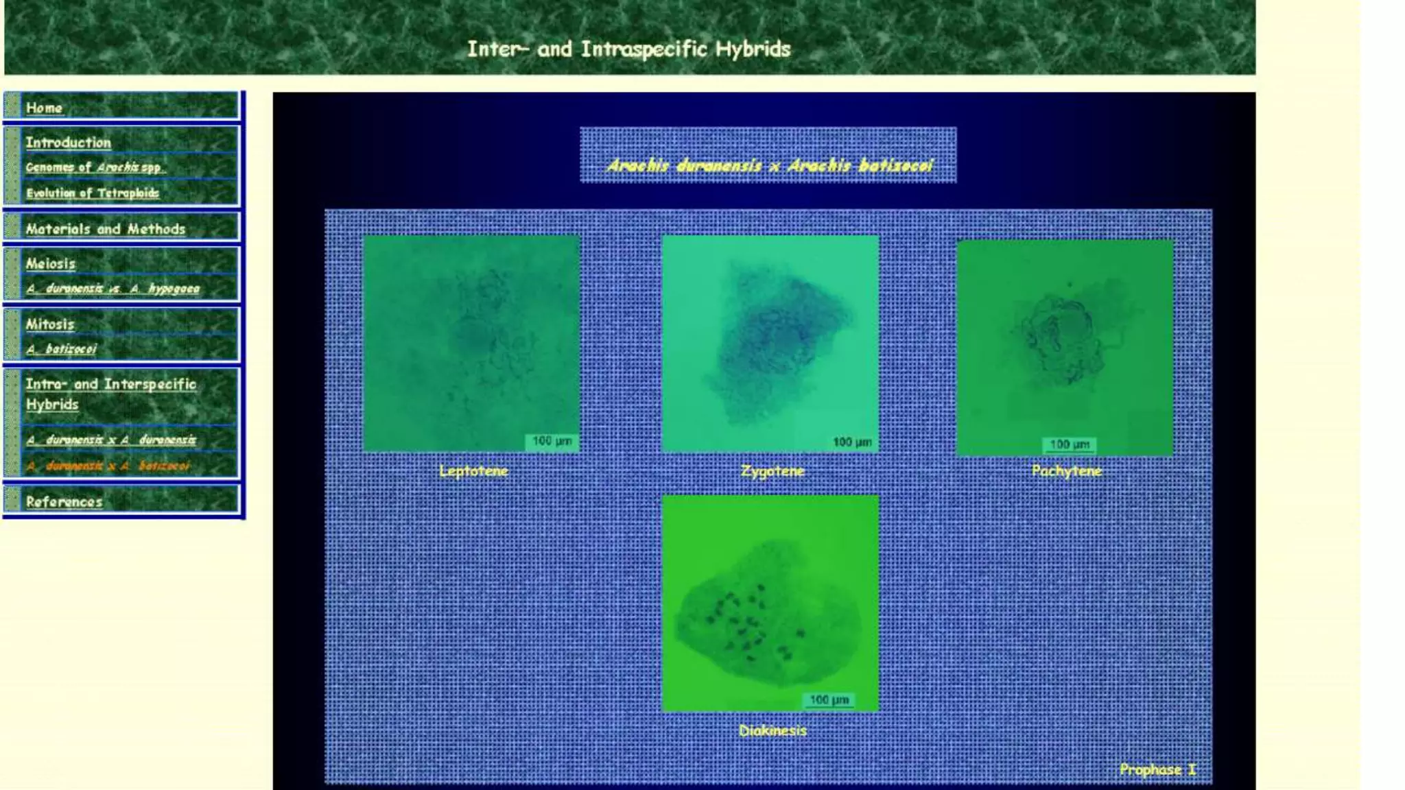 Cytogenetics of arachis_spp. | PPT