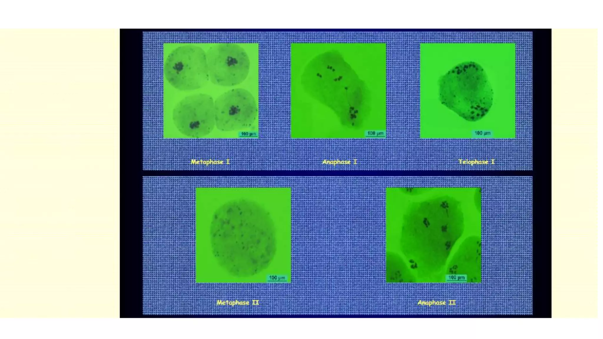 Cytogenetics of arachis_spp. | PPT