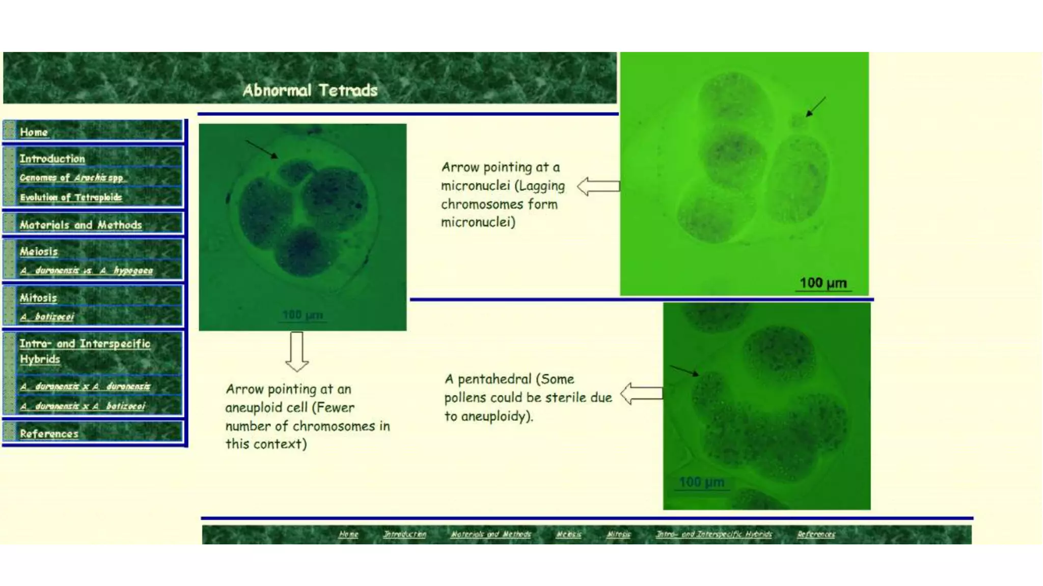 Cytogenetics of arachis_spp. | PPT
