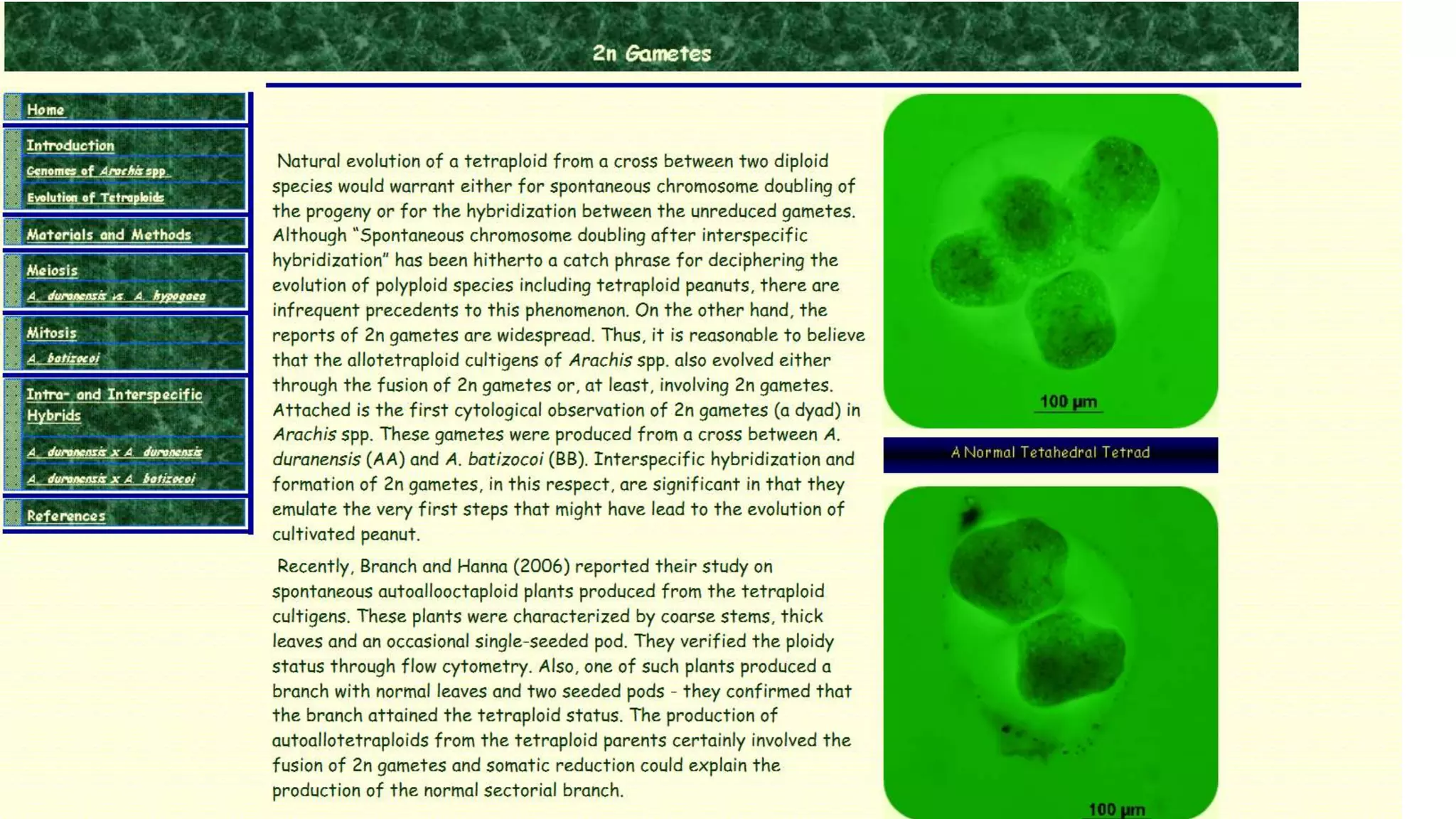Cytogenetics of arachis_spp. | PPT