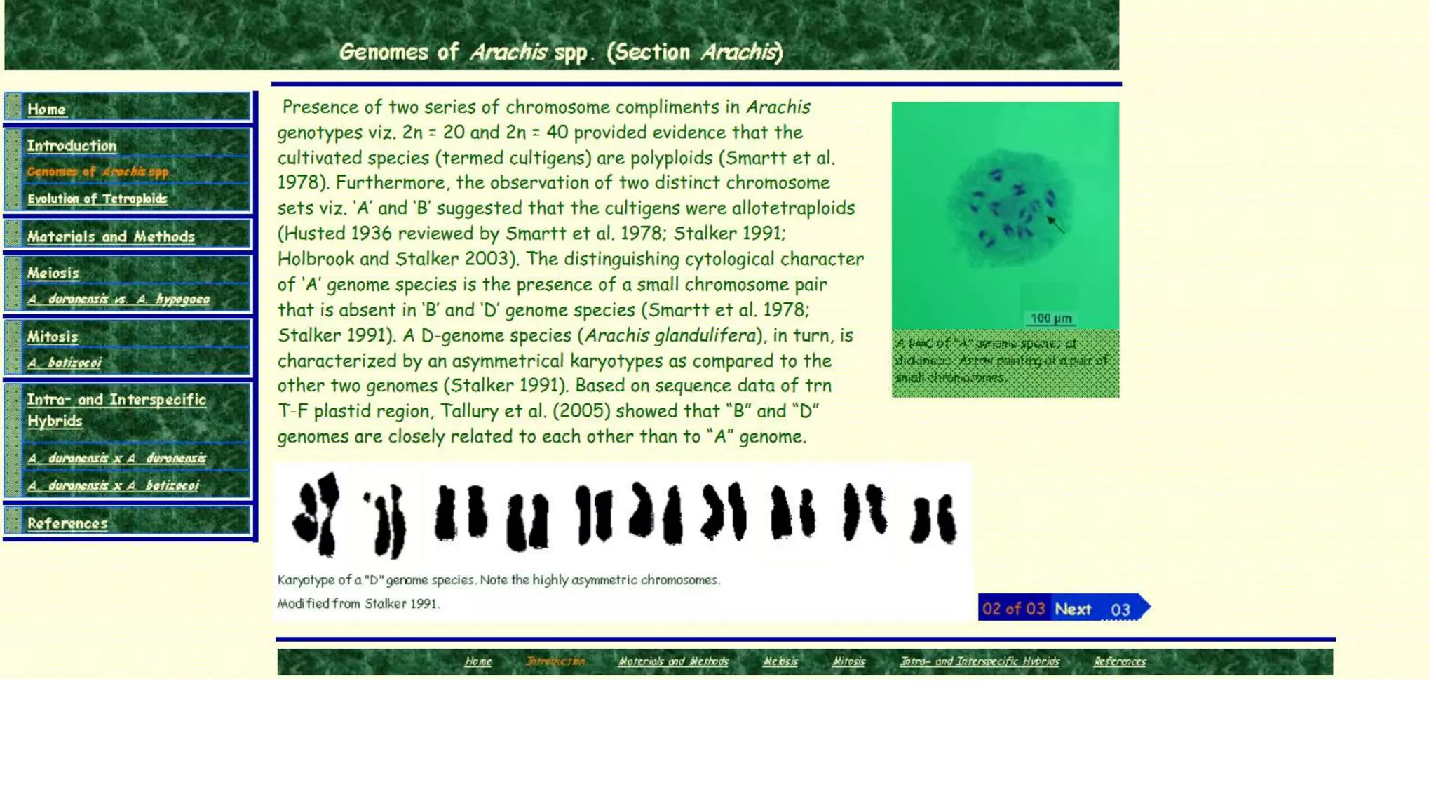 Cytogenetics of arachis_spp. | PPT