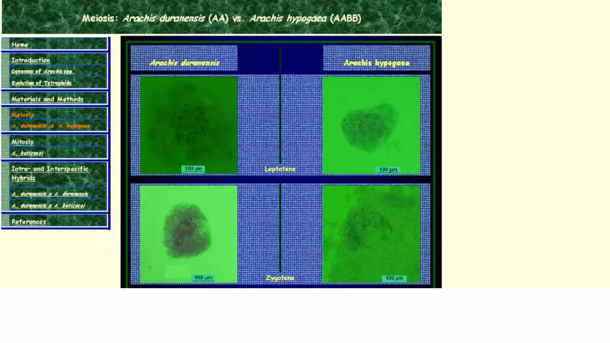 Cytogenetics of arachis_spp. | PPT