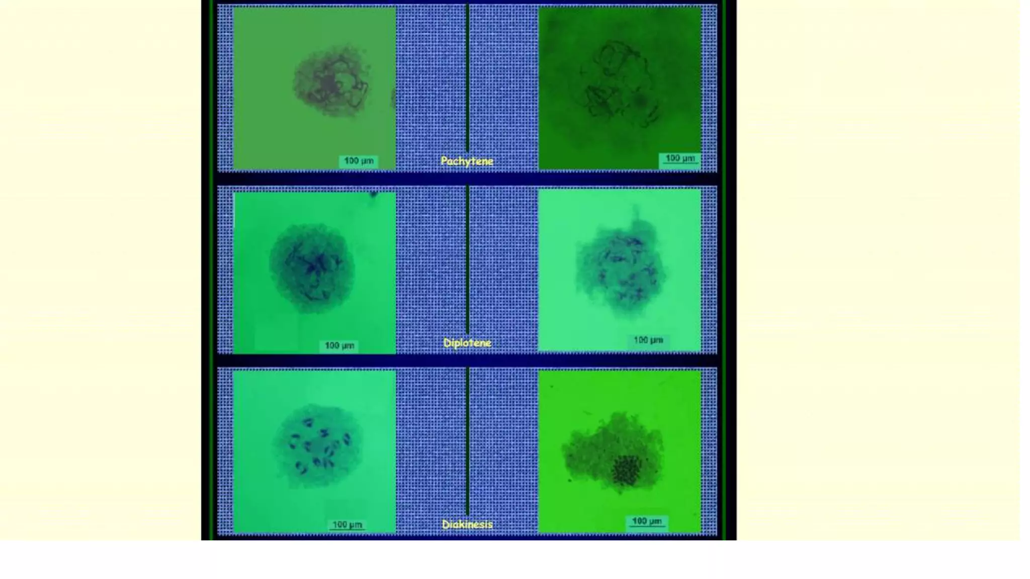 Cytogenetics of arachis_spp. | PPT