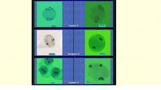 Cytogenetics of arachis_spp. | PPTX