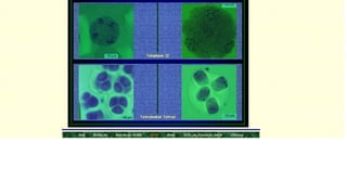 Cytogenetics of arachis_spp. | PPTX