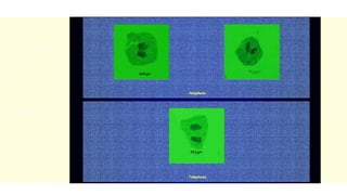 Cytogenetics of arachis_spp. | PPTX