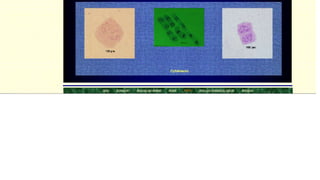 Cytogenetics of arachis_spp. | PPTX