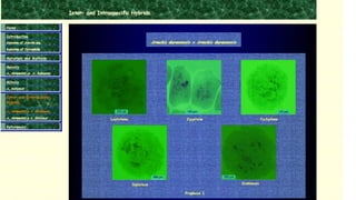 Cytogenetics of arachis_spp. | PPT