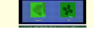 Cytogenetics of arachis_spp. | PPTX