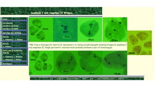 Cytogenetics of arachis_spp. | PPTX