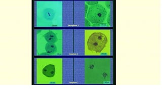 Cytogenetics of arachis_spp. | PPTX