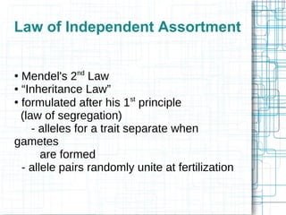 Law Of Independent Assortment Vs Law Of Segregation