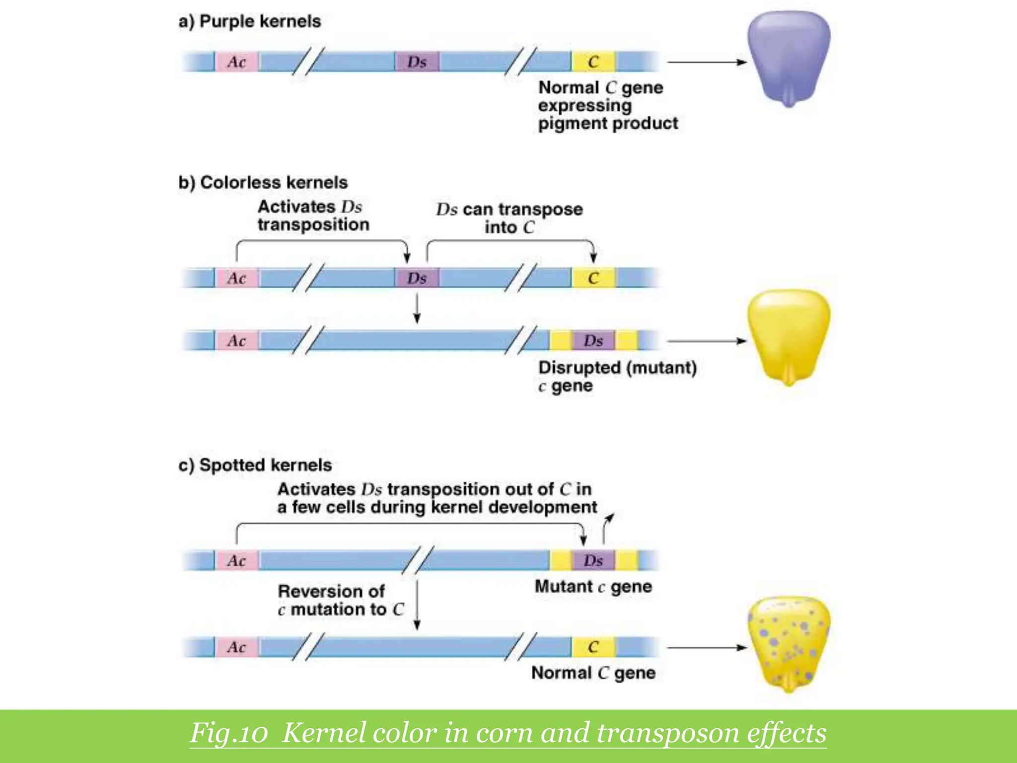 Transposable elements & Transposon mutagenesis | PPT