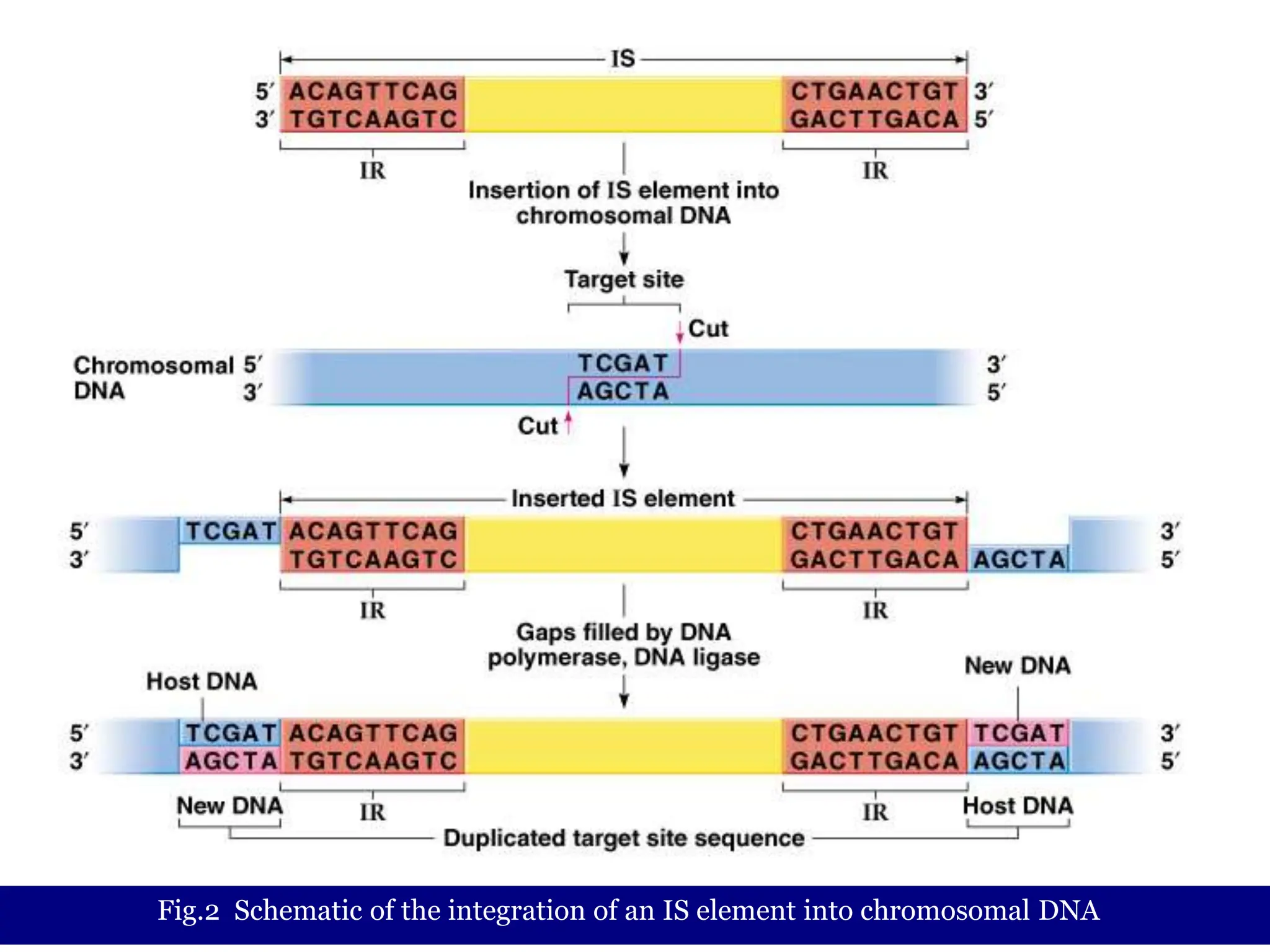 Transposable elements & Transposon mutagenesis | PPT
