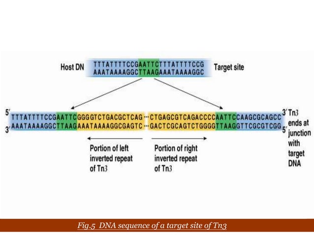 Transposable elements & Transposon mutagenesis | PPT