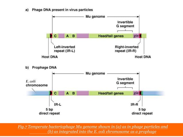 Transposable elements & Transposon mutagenesis | PPT