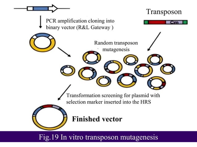 Transposable elements & Transposon mutagenesis | PPT
