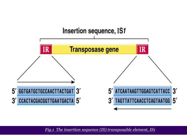 Transposable elements & Transposon mutagenesis | PPT