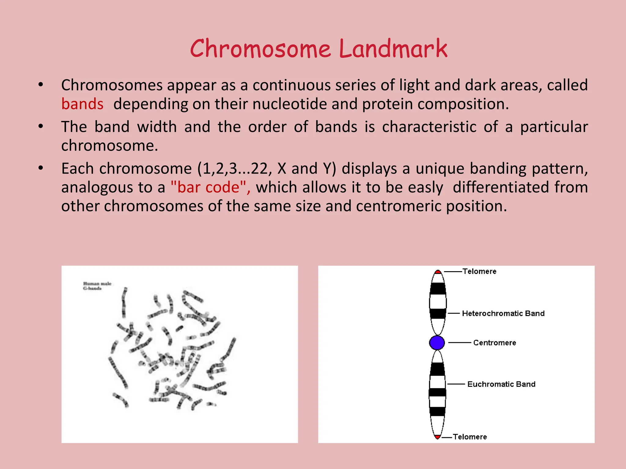 the basics of the cytogenetics techniques.ppt