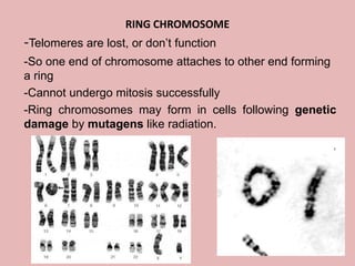 the basics of the cytogenetics techniques.ppt