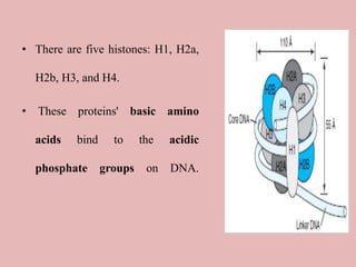 the basics of the cytogenetics techniques.ppt