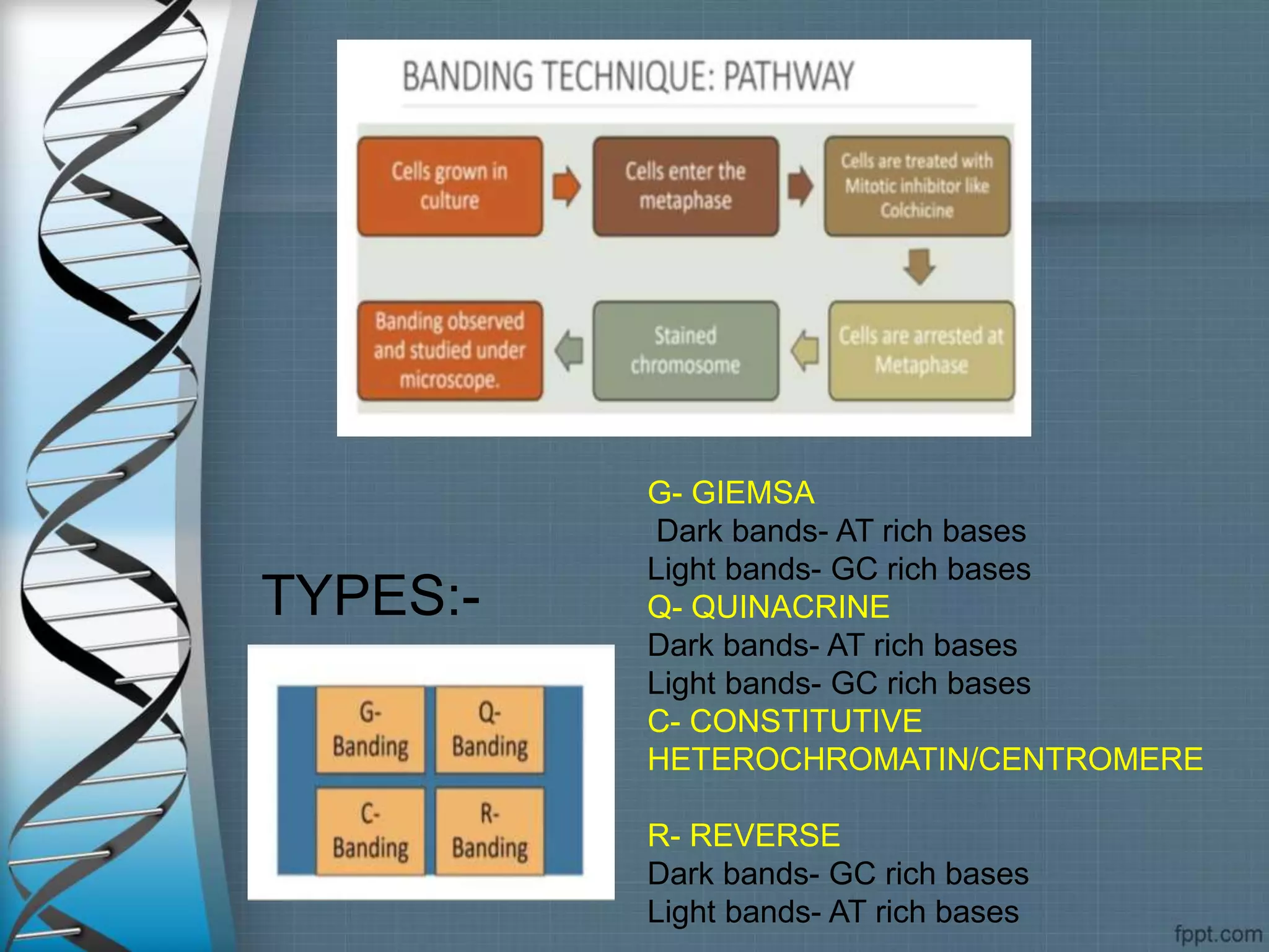 Cytogenetic techniques | PPT