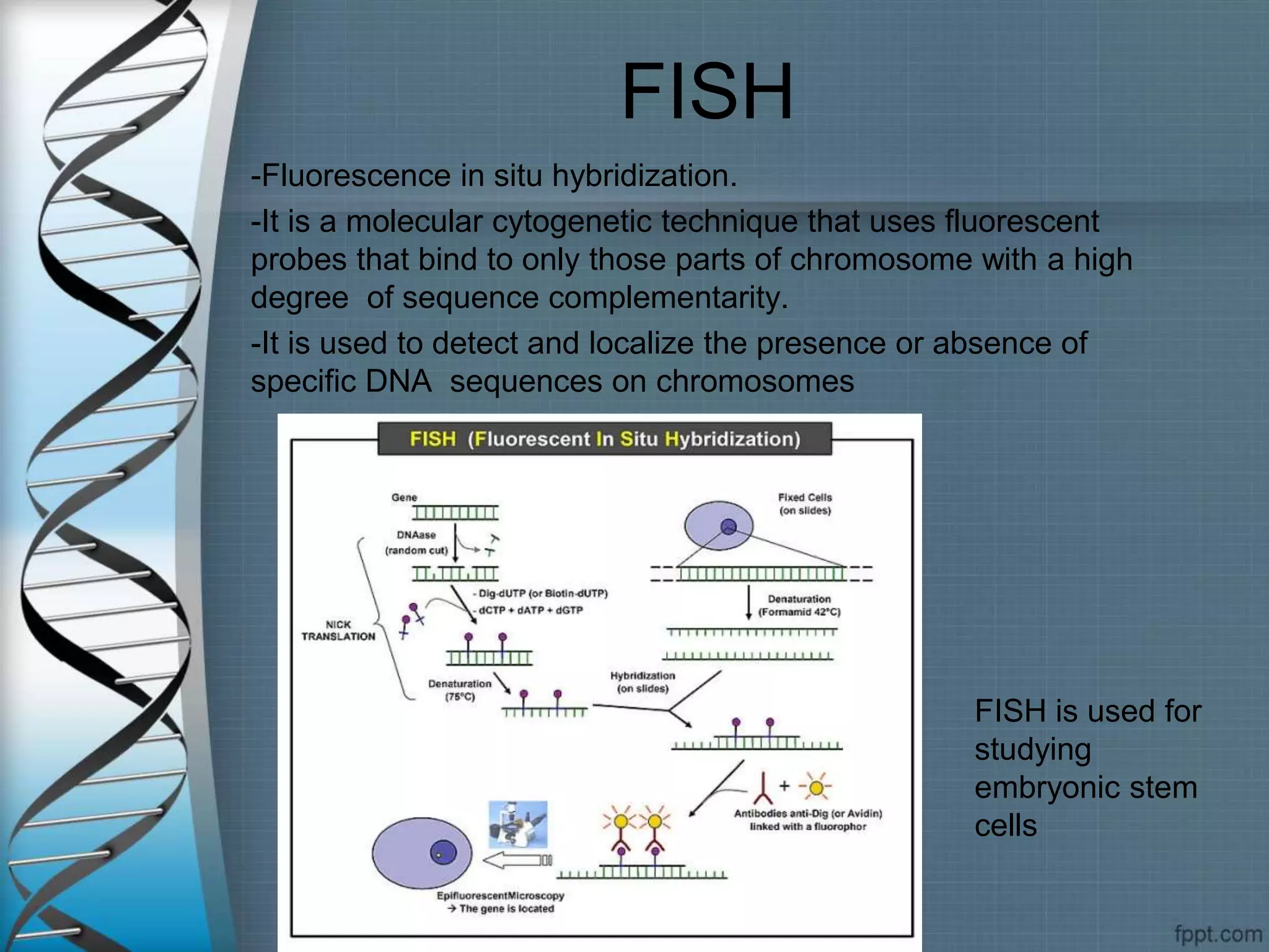 Cytogenetic techniques | PPT