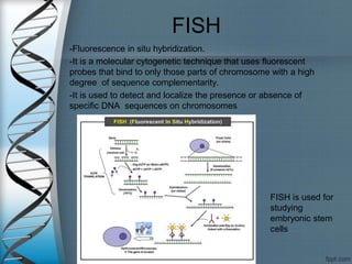 Cytogenetic techniques | PPT