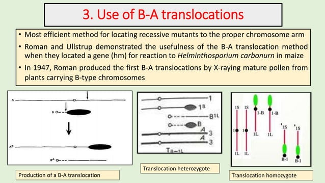 Cytogenetic techniques for gene location and transfer | PPT