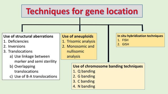 Cytogenetic techniques for gene location and transfer | PPTX