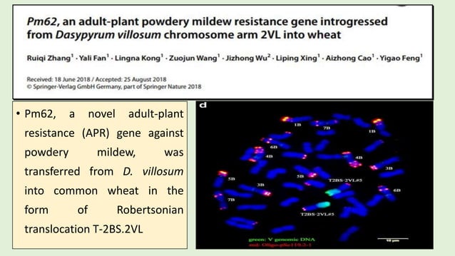 Cytogenetic techniques for gene location and transfer | PPTX