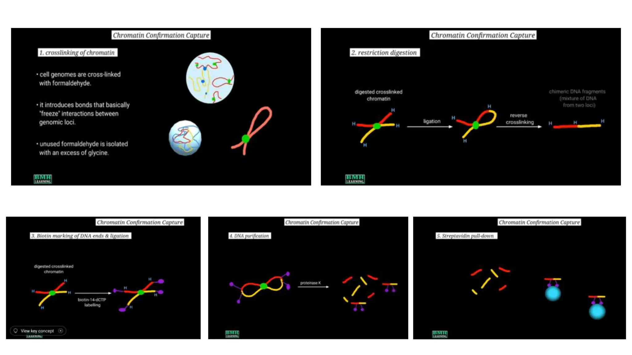 cytogenomics tools and techniques and chromosome sorting.pptx
