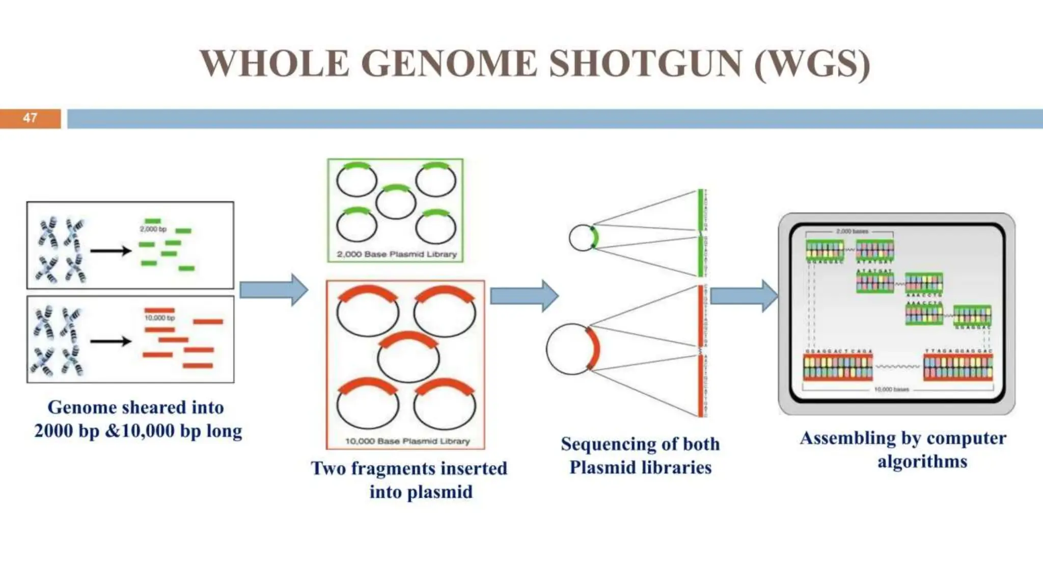 cytogenomics tools and techniques and chromosome sorting.pptx