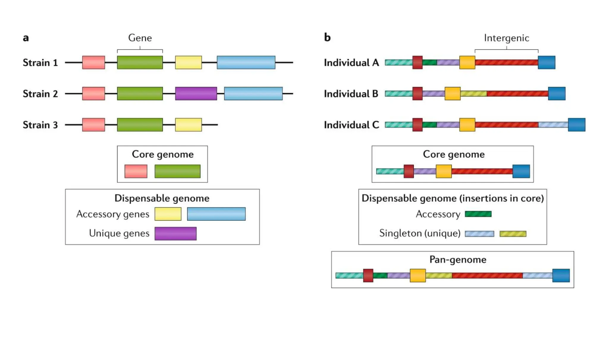 cytogenomics tools and techniques and chromosome sorting.pptx