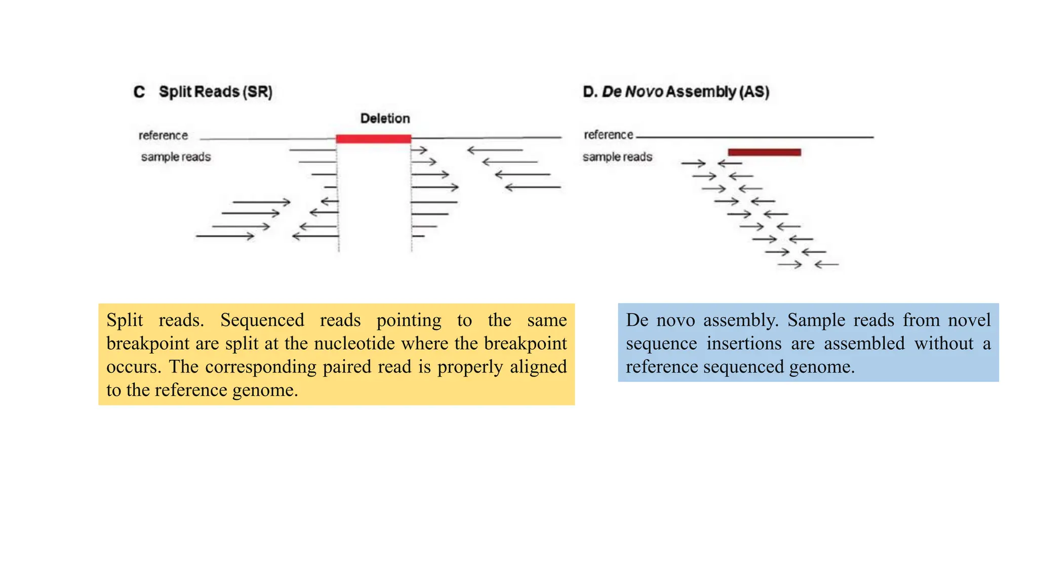 cytogenomics tools and techniques and chromosome sorting.pptx