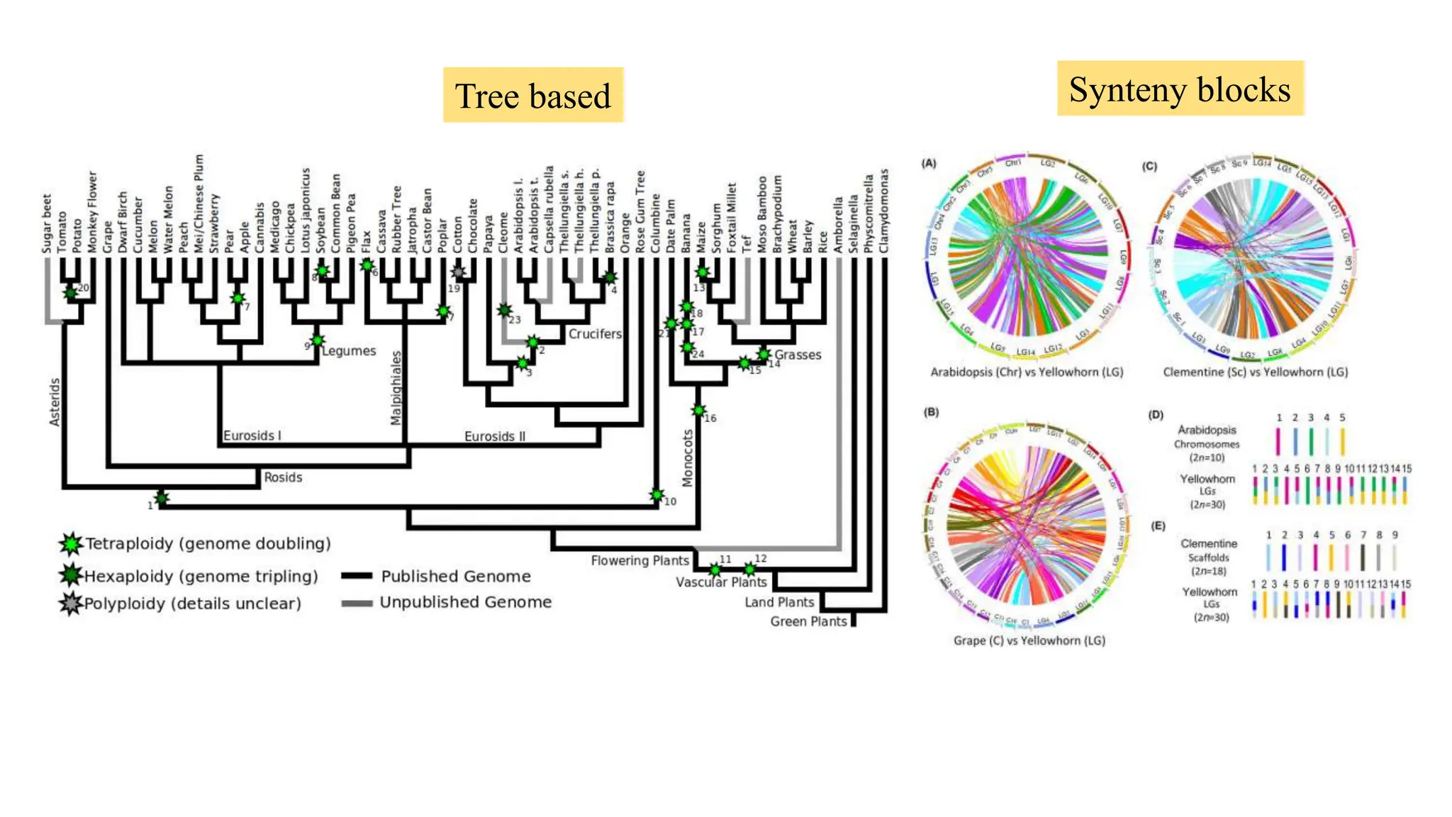 cytogenomics tools and techniques and chromosome sorting.pptx