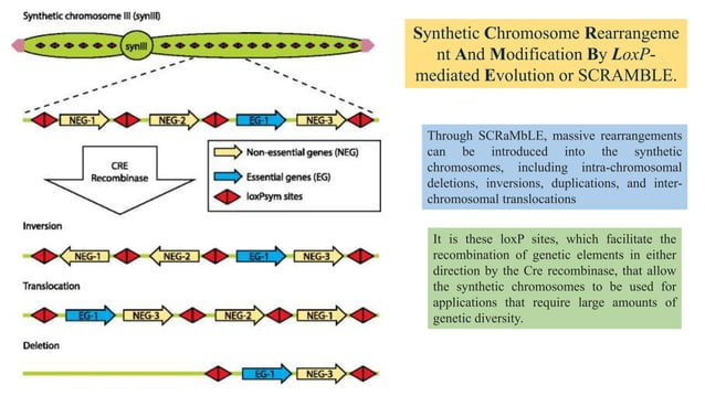 Cytogenomics Tools And Techniques And Chromosome Sorting Pptx