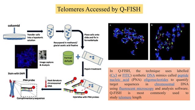 cytogenomics tools and techniques and chromosome sorting.pptx