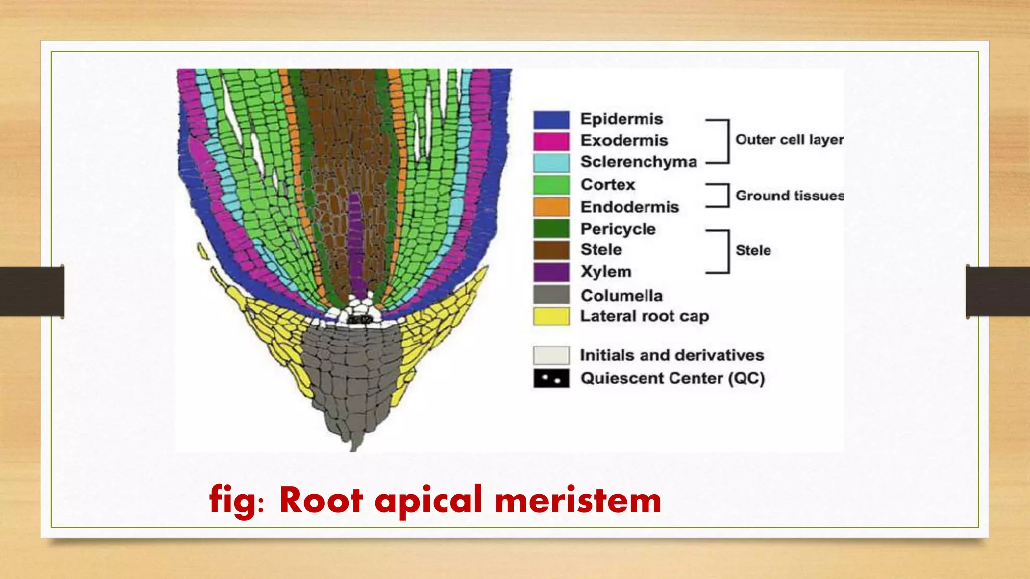 Cytohistological characters of meristematic tissue | PPTX
