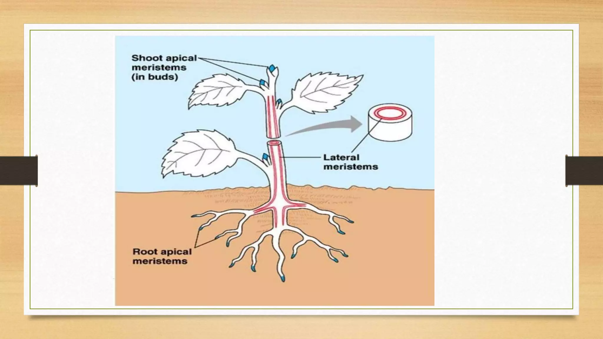Cytohistological characters of meristematic tissue | PPTX